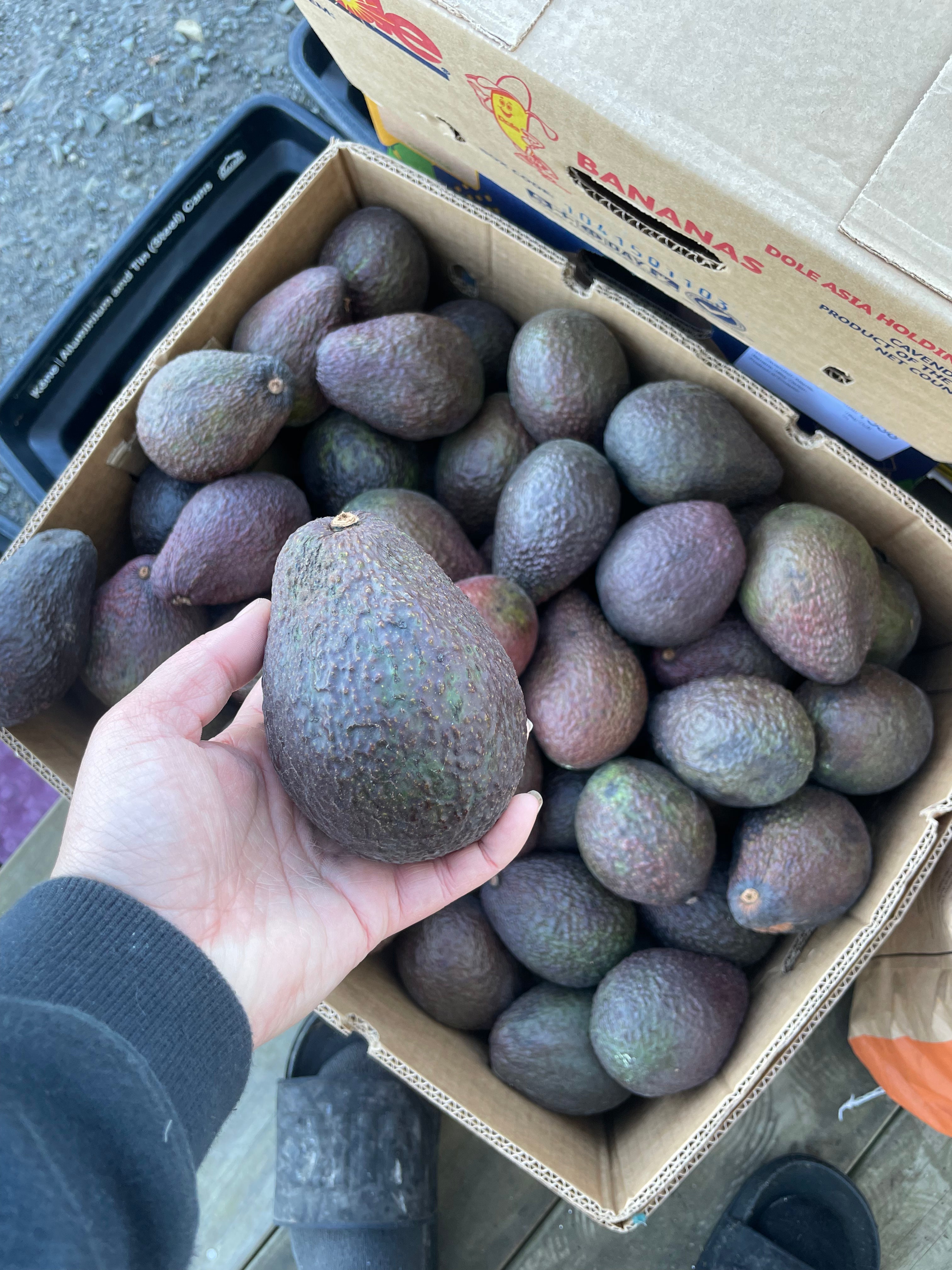Avocado each – Two Hands - Local Produce